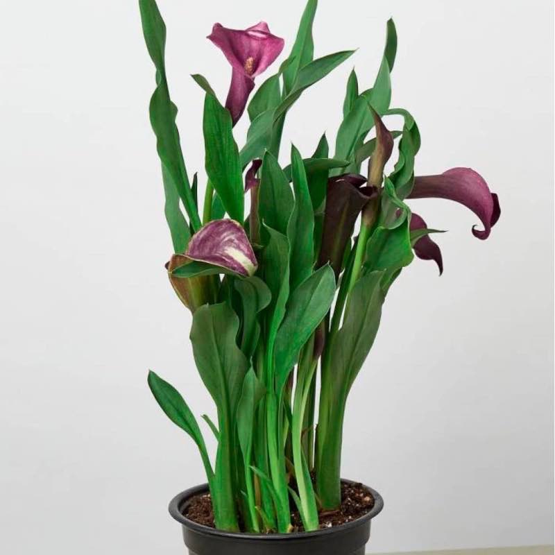 Calla Lily Plant in 6" Pot - Purple